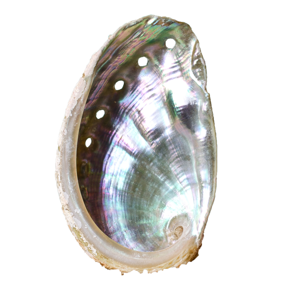 Les nacres | Spécialiste de la nacre