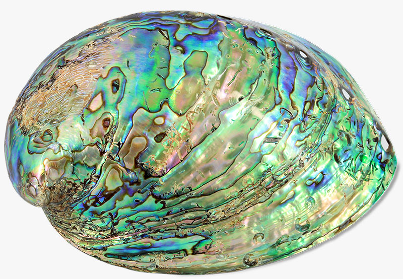 Spécialiste de la nacre | Toutes les nacres